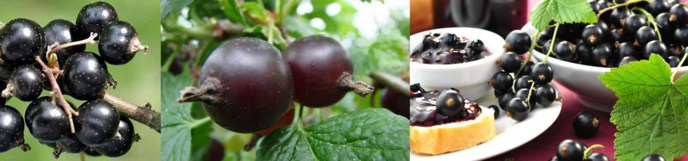 cassis : bienfaits et recettes | Champ des possibles / Labège (31)