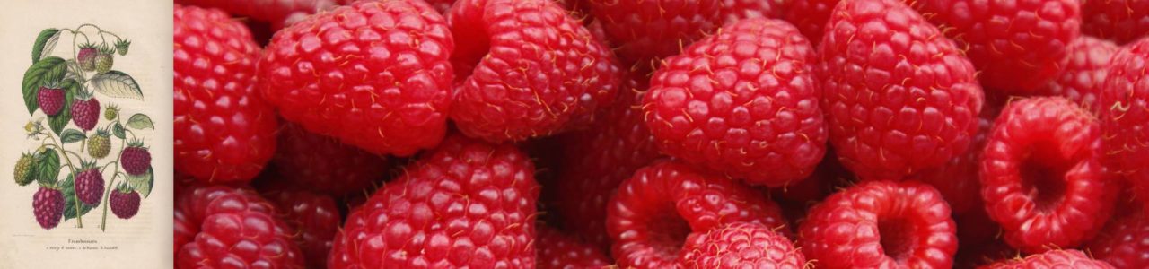 Framboise : bienfaits, recettes | Champ des possibles / Labège (31)