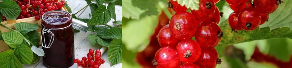 Groseilles : bienfaits et recettes | Champ des possibles / Labège (31)